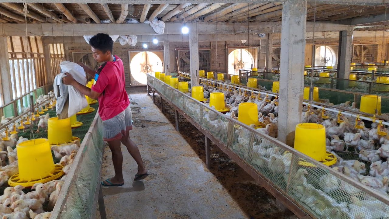SETING BLOWER KECEPATAN ANGIN PEMBERIAN PAKAN AYAM KANDANG RAK - YouTube