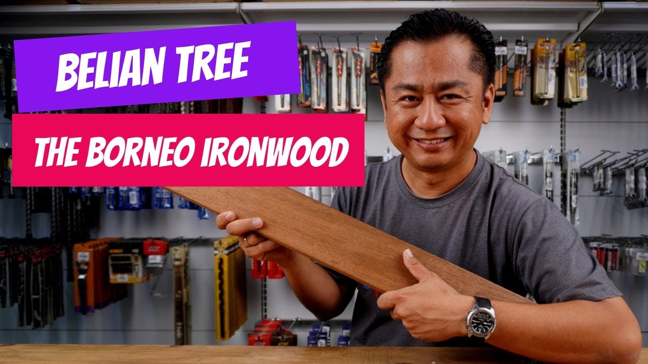 Belian Eusideroxylon Zwageri - The Borneo Ironwood, official tree of ...