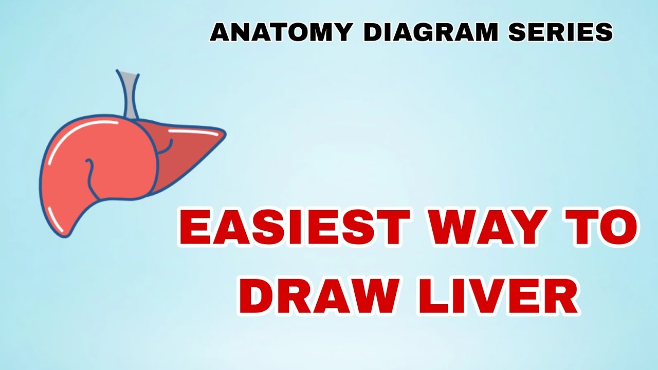 Posterior Surface Of Liver | Anatomy Diagrams Series | Bams - YouTube