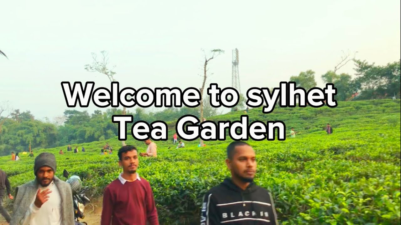 Sylhet Tea Garden | Beauty of sylhet - YouTube