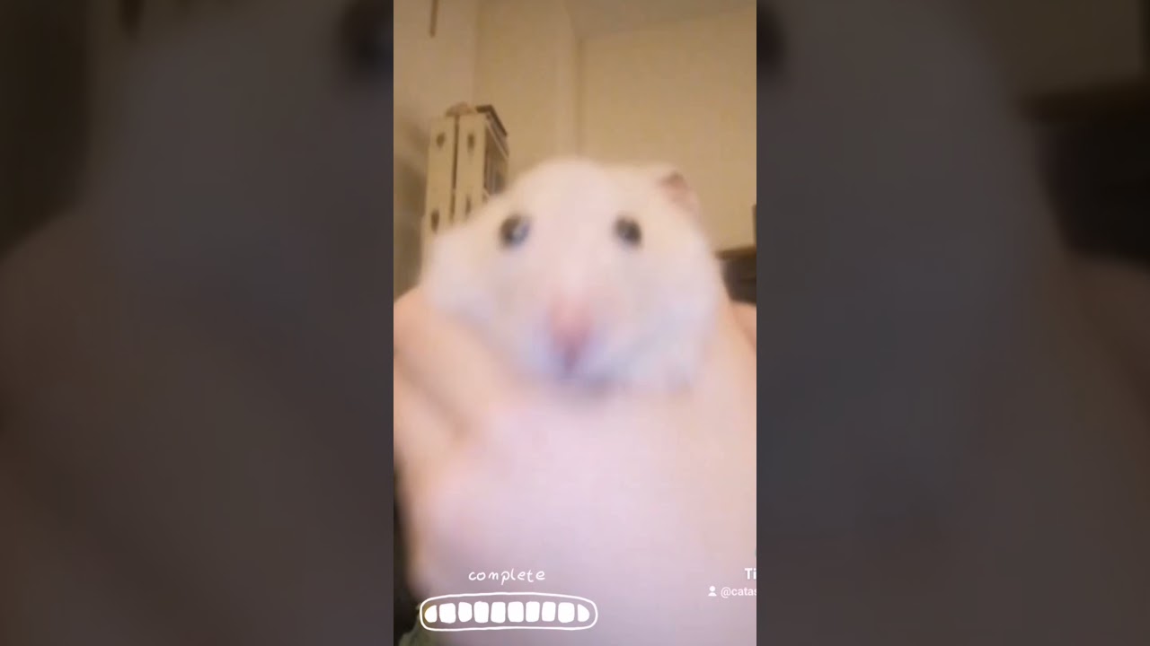 An edit of the cringe hamster like to save it - YouTube