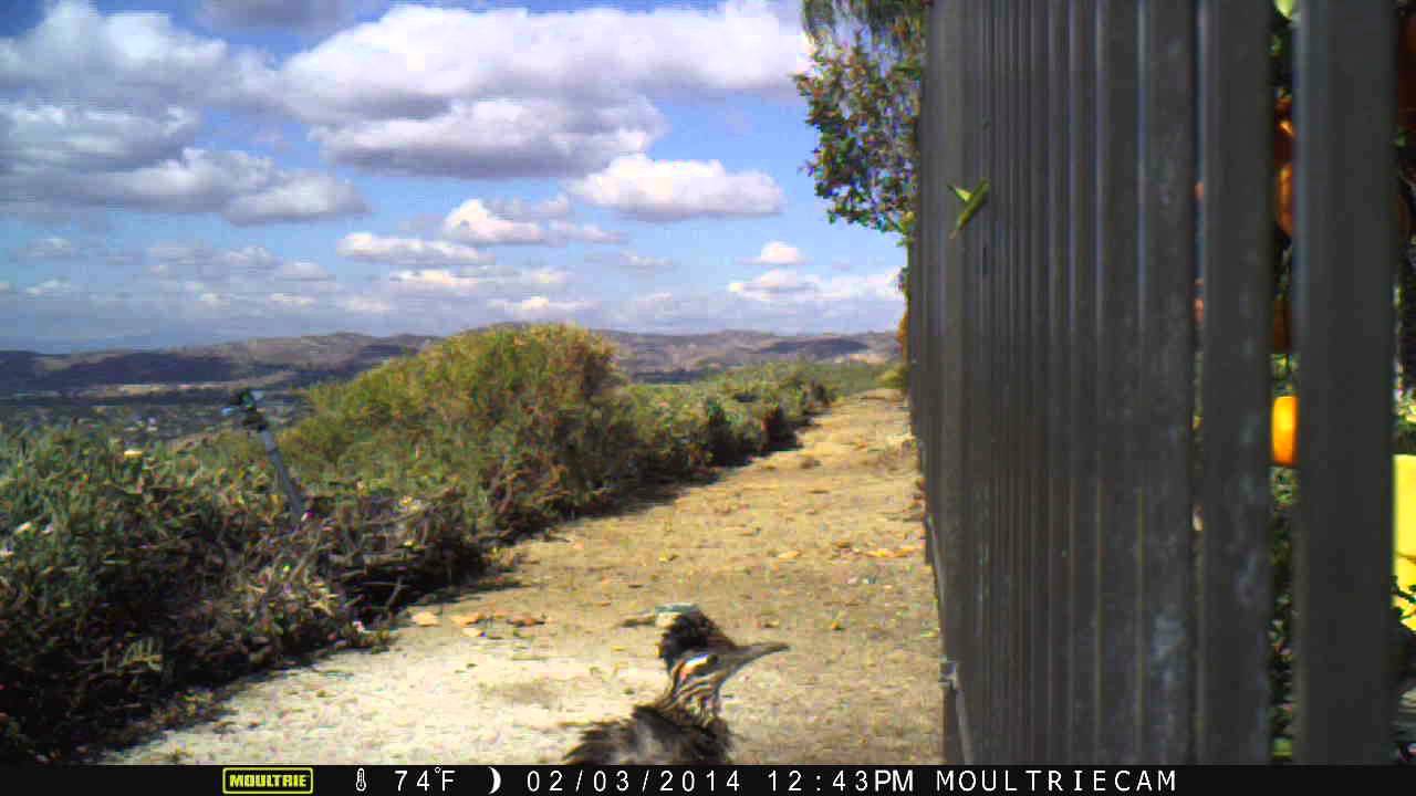 What noise a Roadrunner makes - YouTube