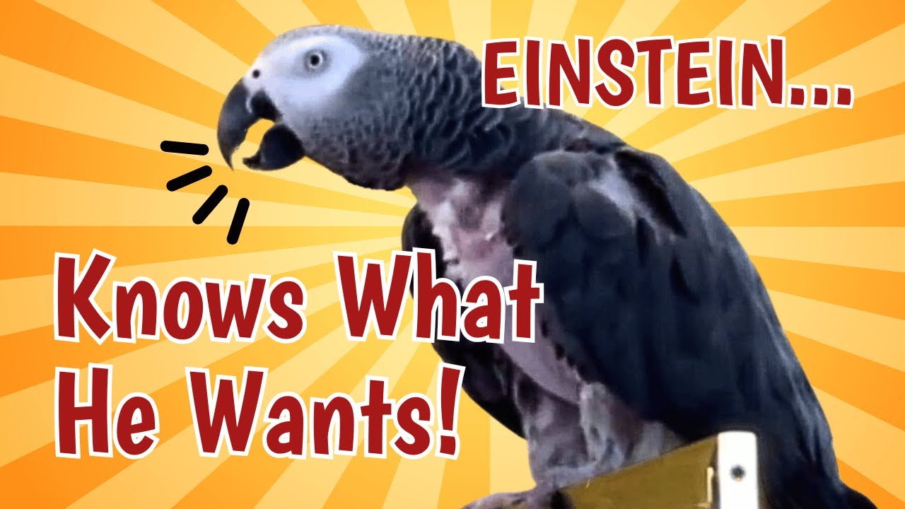 Einstein the Parrot Knows Exactly What He Wants! - YouTube