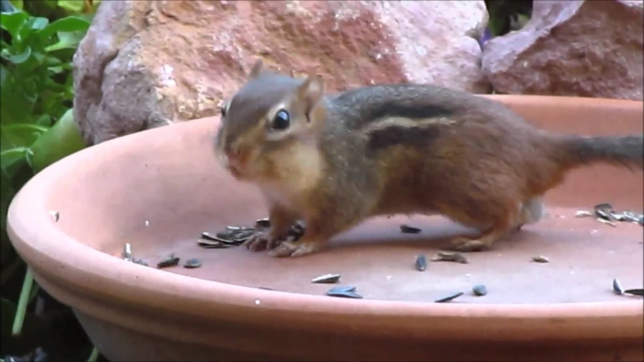 How Much Can A Chipmunk Eat IN GA. - YouTube