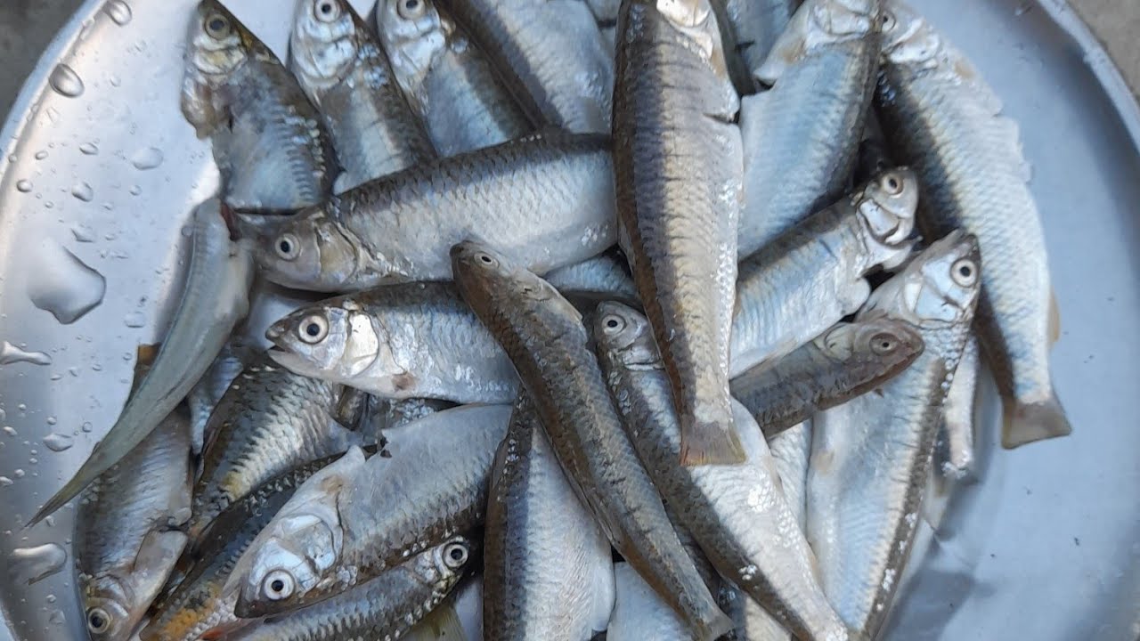 nodir macher recipe - YouTube