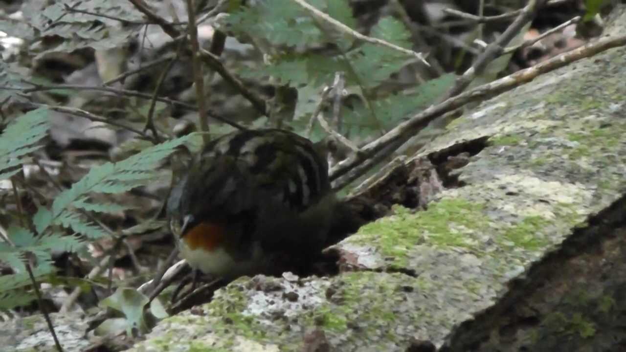 Australian Logrunner (Female) Running on a log, Lamington National Park ...
