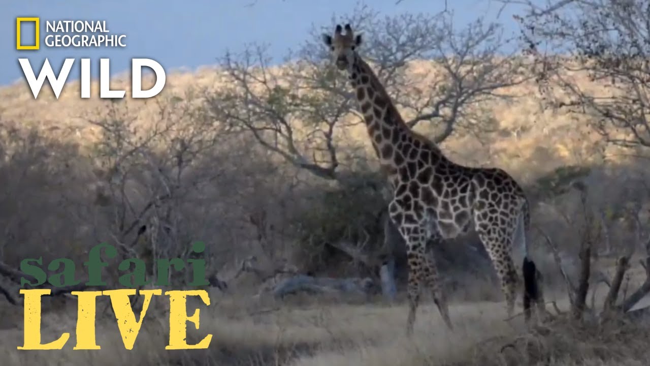 Safari Live - Day 192 | Nat Geo Wild - YouTube