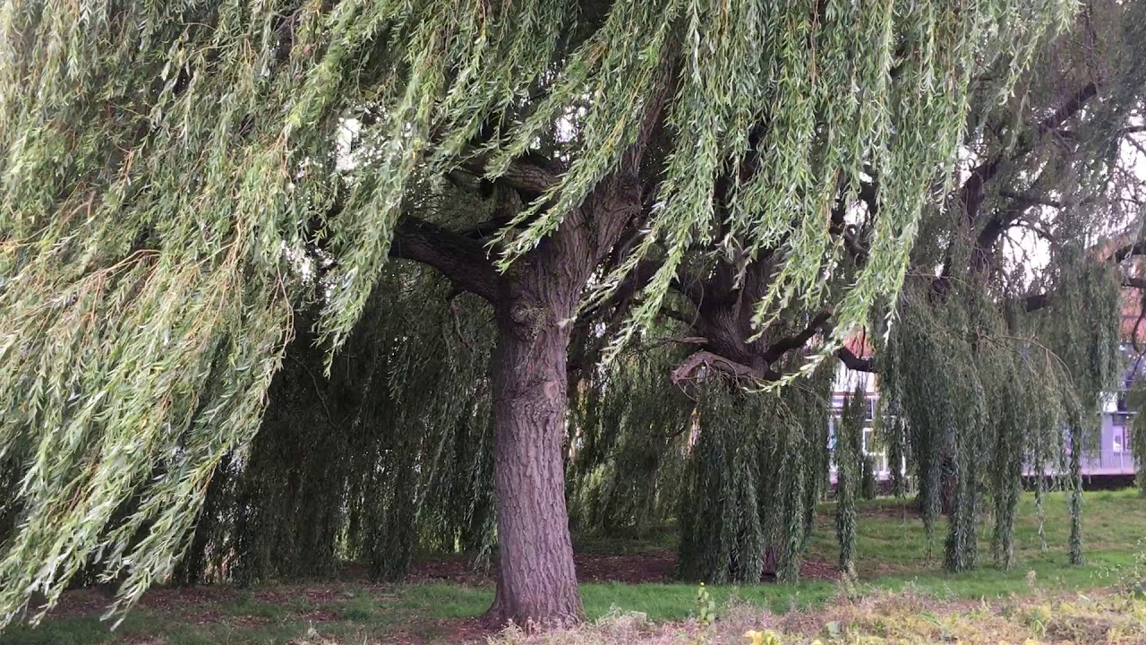 Golden weeping willow - trunk & lower canopy - September 2019 - YouTube