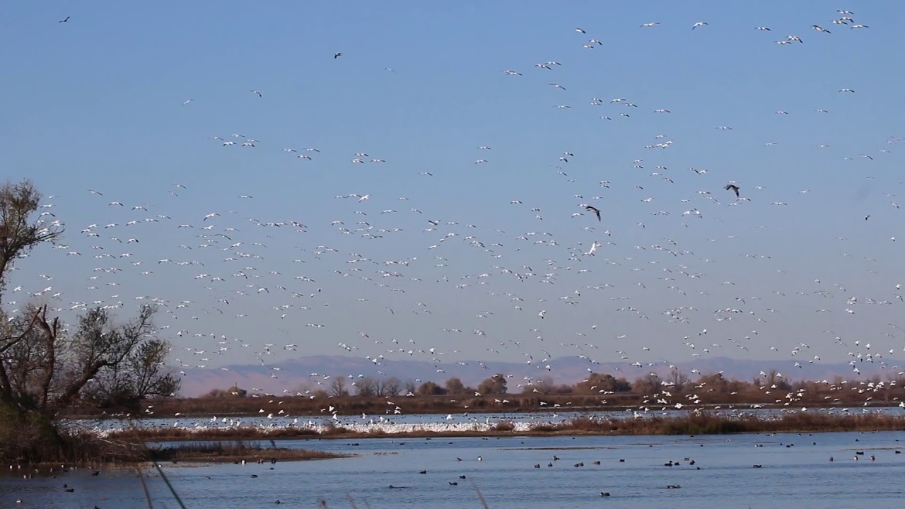 Ross's geese flying in at Merced National Wildlife Refuge (12-21-2017 ...