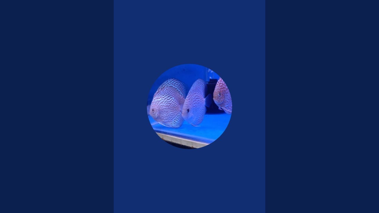Bharati Gupta is live! Mu beautiful aquarium - YouTube