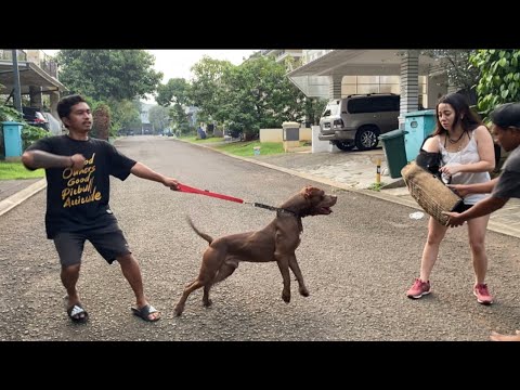 CEWEK CANTIK NYOBAIN GIGITAN ANJING MUSSO ‼️