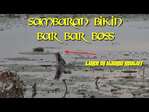 MANCING AMBYAR || SPOTS YANG PENUH LUMUT INI TERNYATA TEMPAT PARA MONSTER MENUNGGU MANGSA