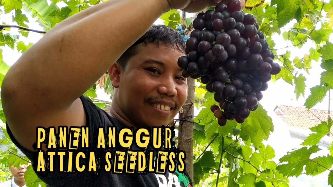 Panen anggur ATTICA SEEDLESS, anggur hitam tanpa biji - YouTube