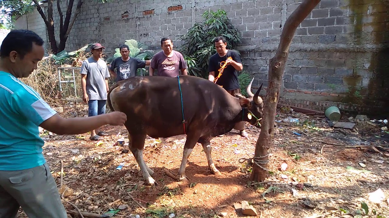 Ampe Guling-Guling perlawanan sapi qurban - YouTube