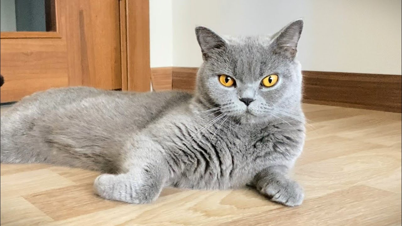 British Lady ve Yavrusu Blue Point Pamuk Sabah sabah Haşin bakışlar ve ...