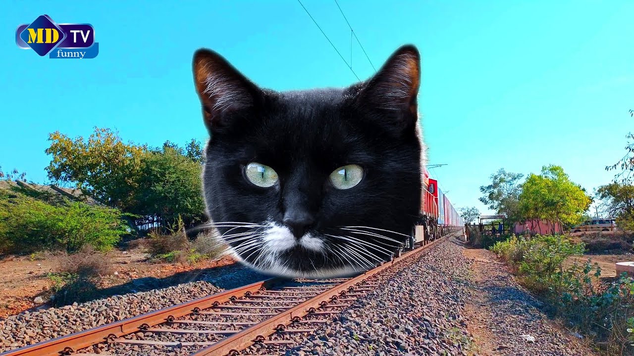 animal cat funny moments - funny questions about cats - cat funny train ...