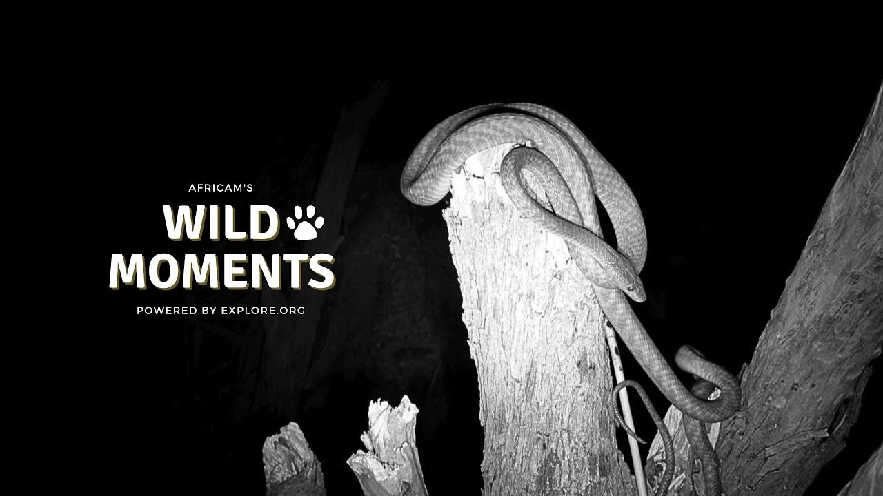 Hyenas, Snakes & Birds | Wild Moments | November 7 - YouTube