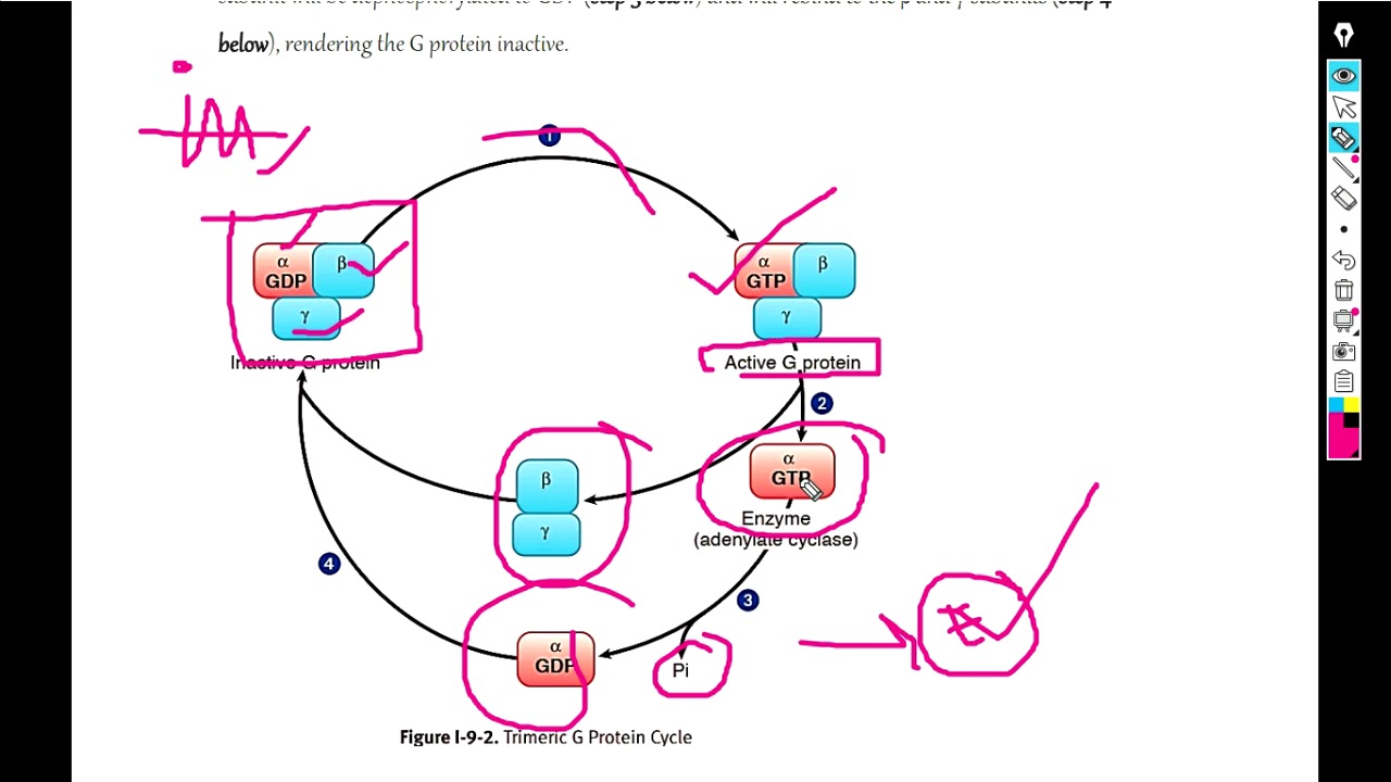 2.Mechanism of Hydrophillic Hormone Signal Transduction cAMP & PIP2 ...