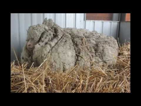 Overgrown Australian sheep Chris 'breaks world record' - YouTube