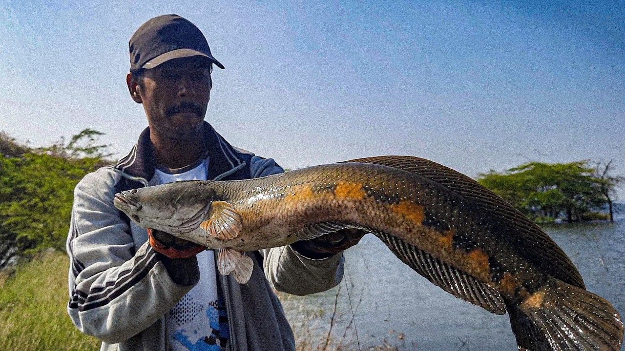 Bullseye snakehead fishing videos// Incredible fishing//maral fishing ...