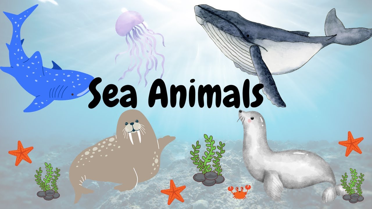 Sea Animals | Life Under the Sea | Fish | Sea Creatures | Videos for ...