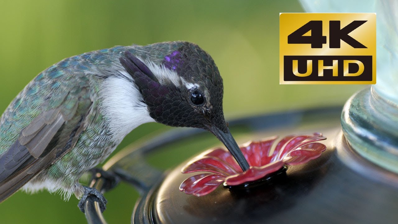 Amazing Close Up Bird Photography/Videography Using Wifi Camera Control ...