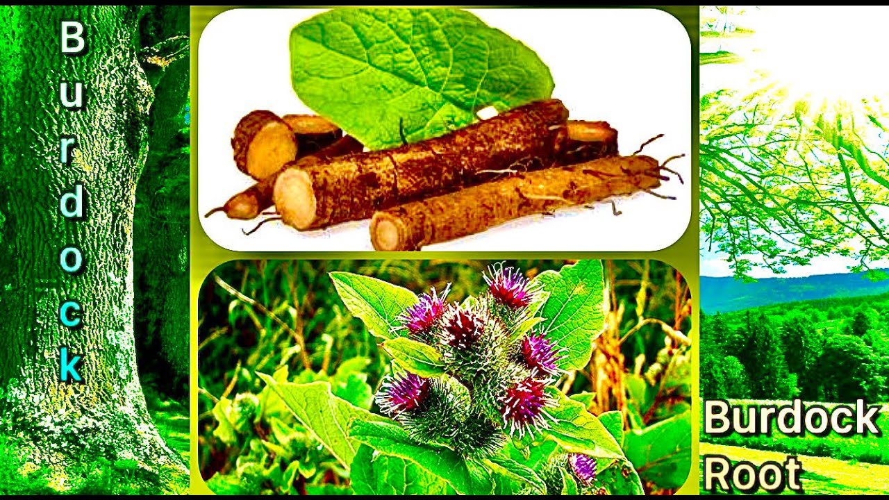 The Health Benefits of Burdock Root & Burdock Is Solid As A Rock - YouTube