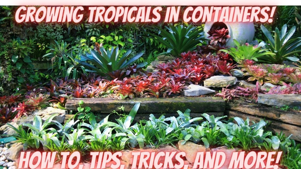 Ultimate Guide to Growing Tropical Plants in Containers - Tips, Tricks ...