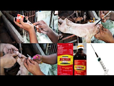 Unang bakuna 3 days old Piglets Jectran Iron | Pag putol ng buntot sa ...
