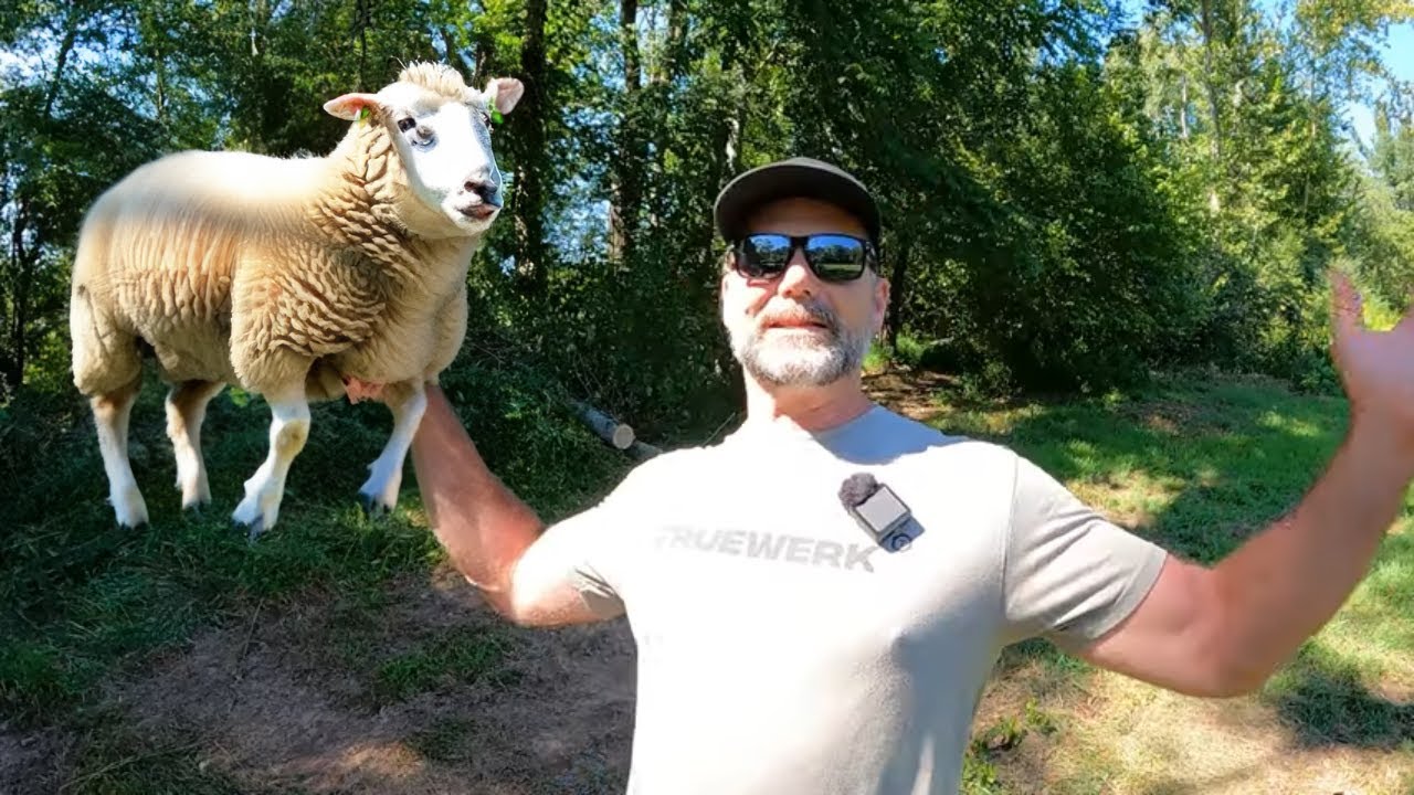 Sheepafication of the Nation! Who's Teaching Us To Be Mindless Sheep ...