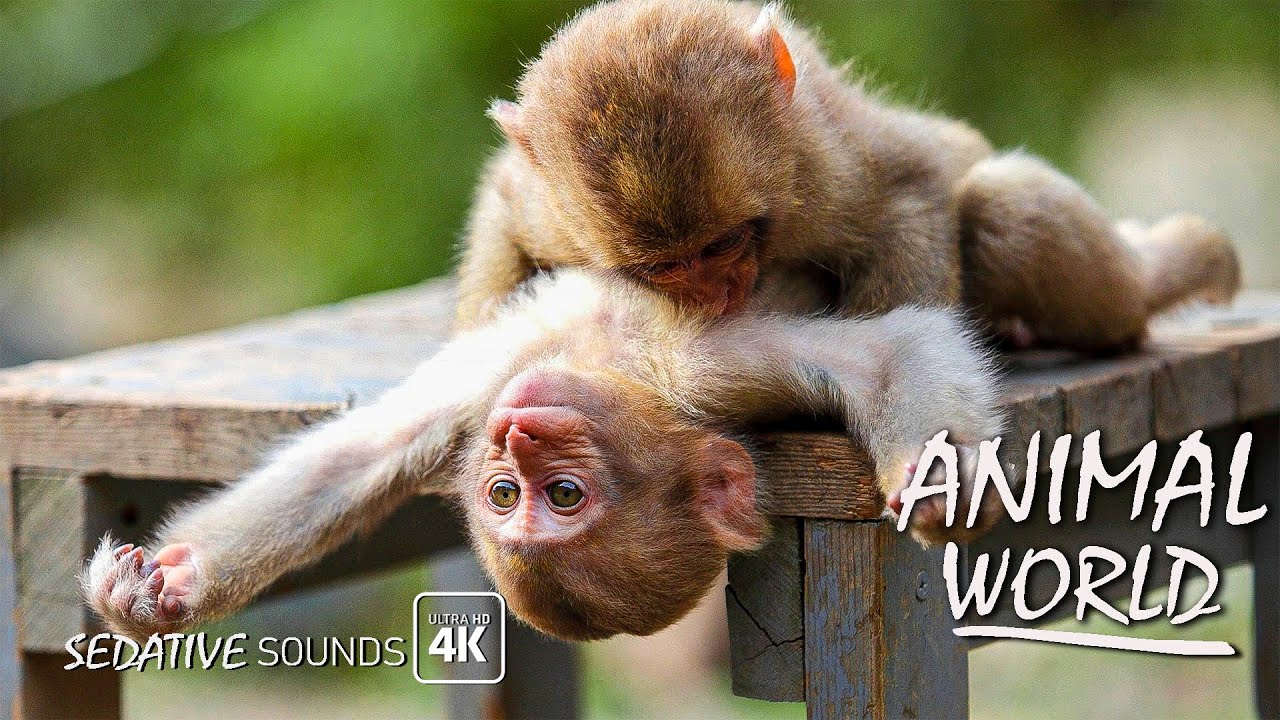 Watch These Cute Animals Relax to Soft Piano Music in 4K Ultra HD ...