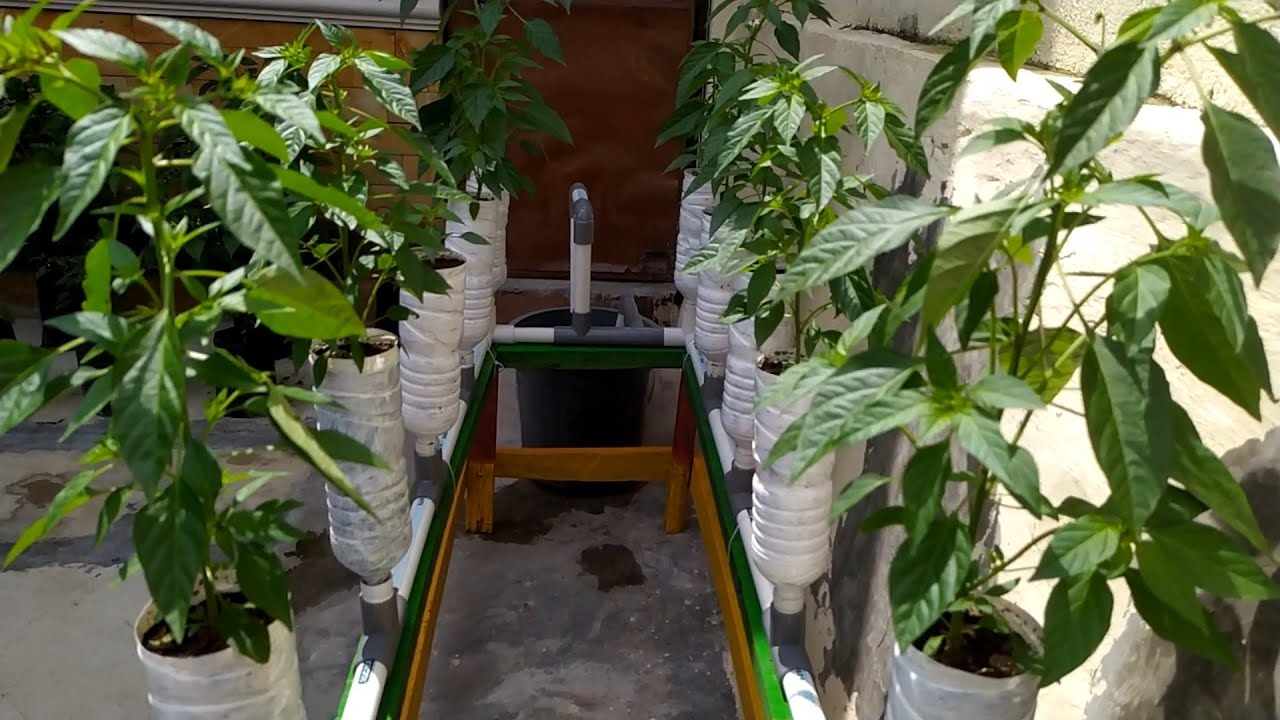 Growing chilies with the ebb & flow hydroponic system using plastic ...