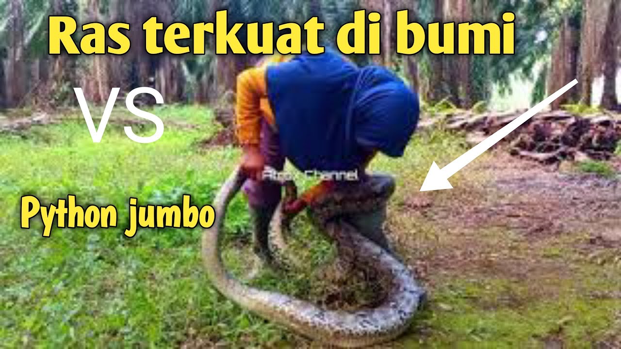 BERBURU ULAR DI KEBUN SAWIT,, ADA PYTHON JUMBO YANG SEDANG BERSARANG ...