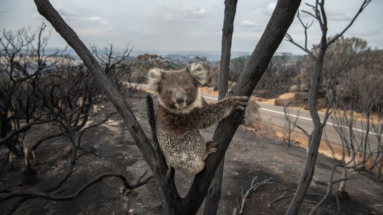 'Important' koala habitats are protected: WWF - YouTube