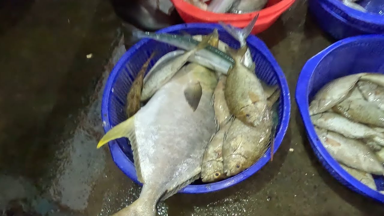 收穫太滿 又一尾肥美金鯧魚 Beautiful Silver batfish, 明發定置漁場 seafood fishport ...