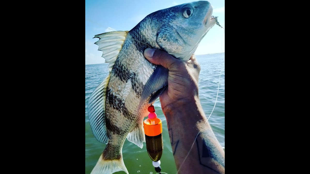 Baby Black Drum