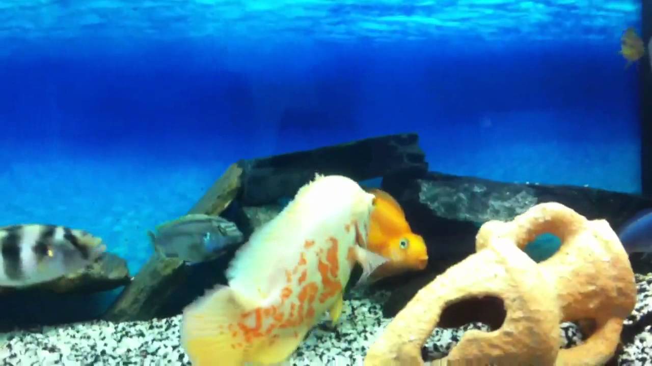 Mix cichlids 240l - YouTube