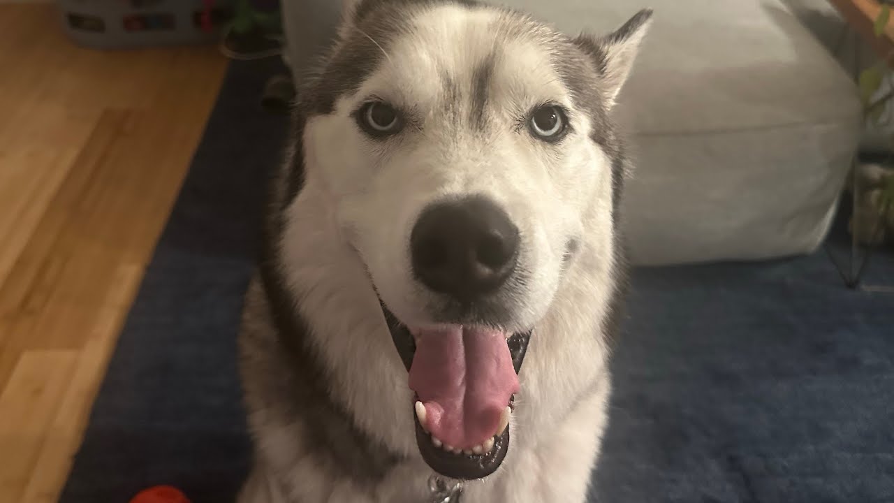 How my husky learned to roll over! - YouTube