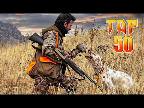 EN İYİ KEKLİK AVI SAHNELERİ KARIŞIK TOP 50