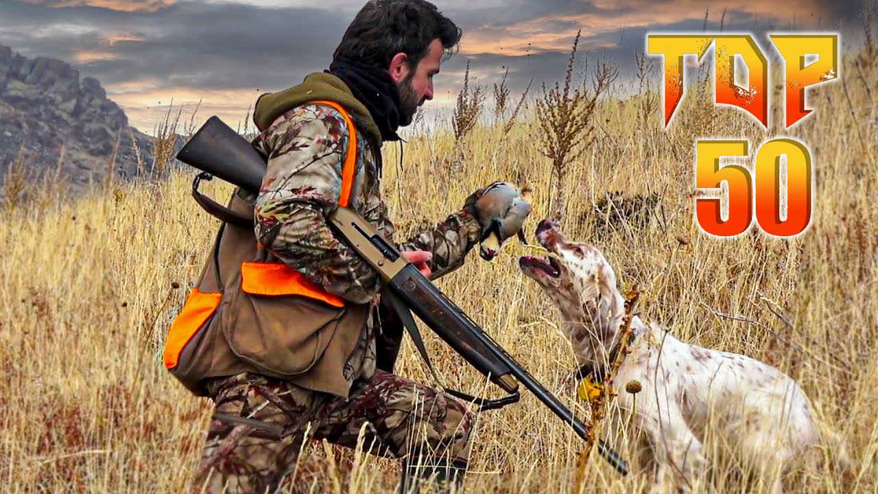 Best Partridge Hunt Scenes Mixed TOP 100 - YouTube