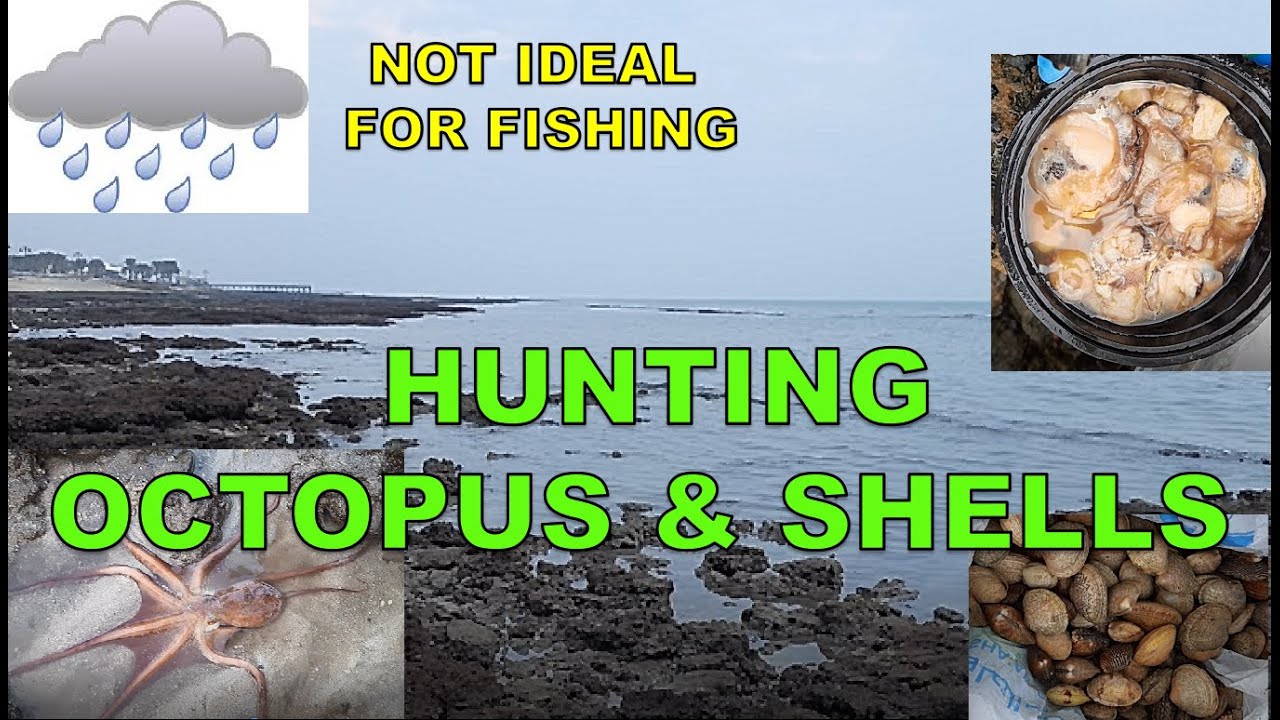 LOW TIDE FISHING ADVENTURE l OCTOPUS & SHELL HUNTING - YouTube
