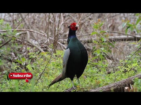 เสียงไก่ไฟ้ 50ตัว 50 Singing nightingale. The best ring necked pheasant ...