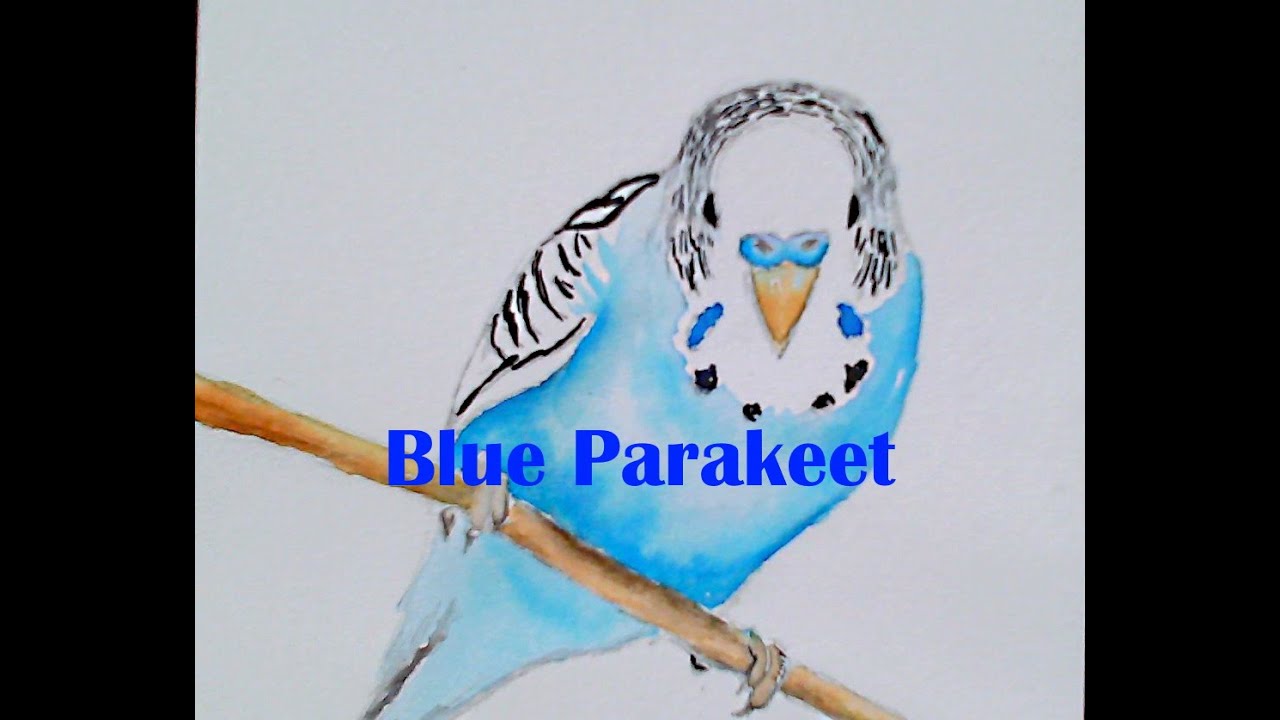 Blue Parakeet : Water Color Painting - YouTube