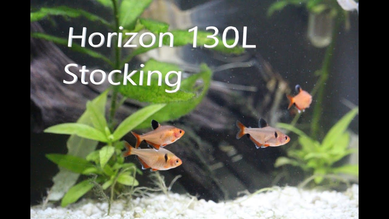 Aqua One Horizon 130L Stocking - New Fish Video - YouTube