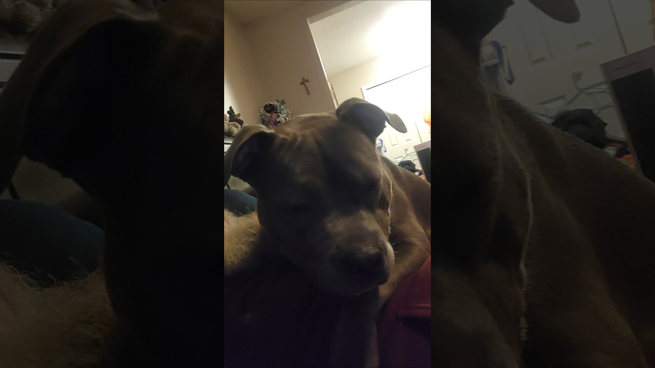 Lilo the 🇺🇸 Bully, let's go, Dad. I have to poop!! #americanbully # ...