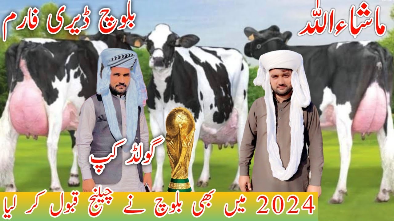 Mashashallah Baloch Dairy Farm | Holisten friesian Cow For Sale Hf ...