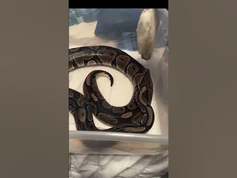 4K Ultra Slow-Mo Python Strike #15 - YouTube