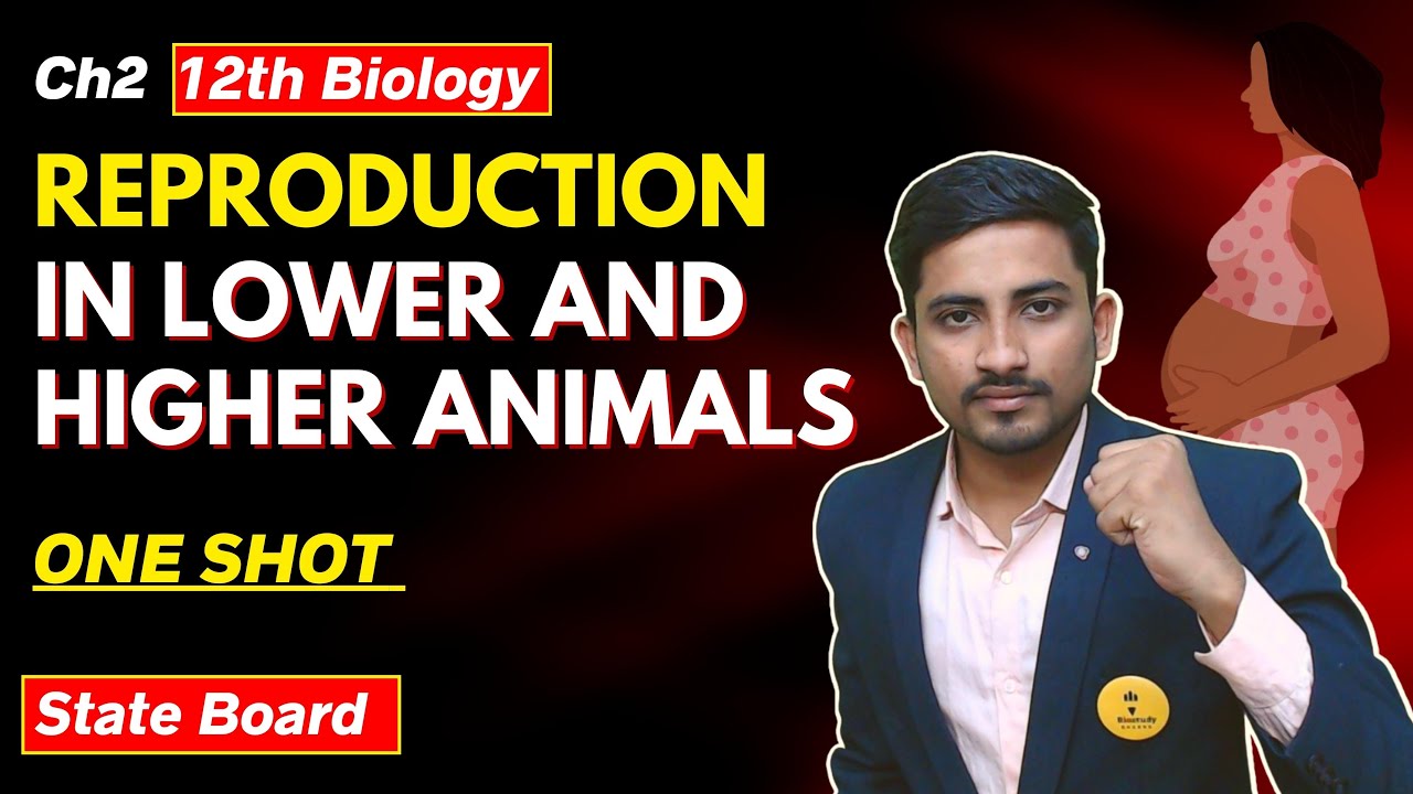 Class 12th Biology Chapter 2 | Reproduction in lower and higher Animals ...