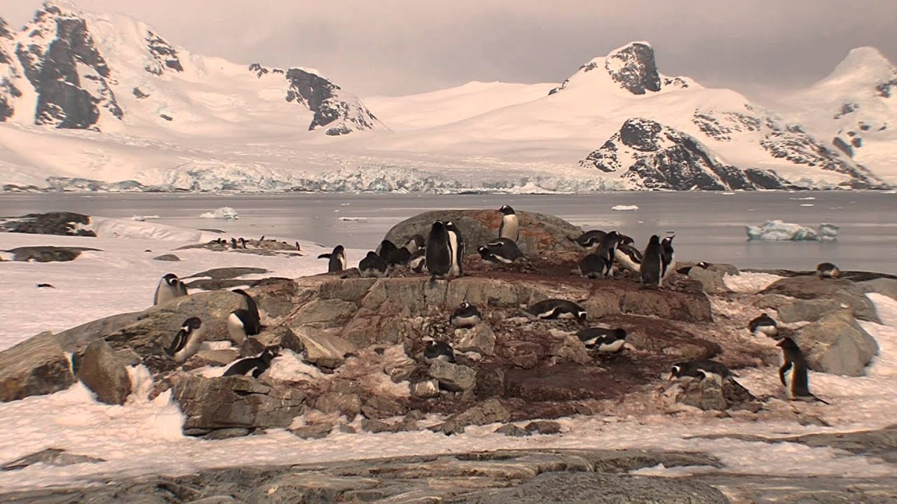 Antarctic Beauty - YouTube