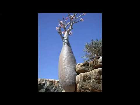 The World of BOTTLE-TREES !